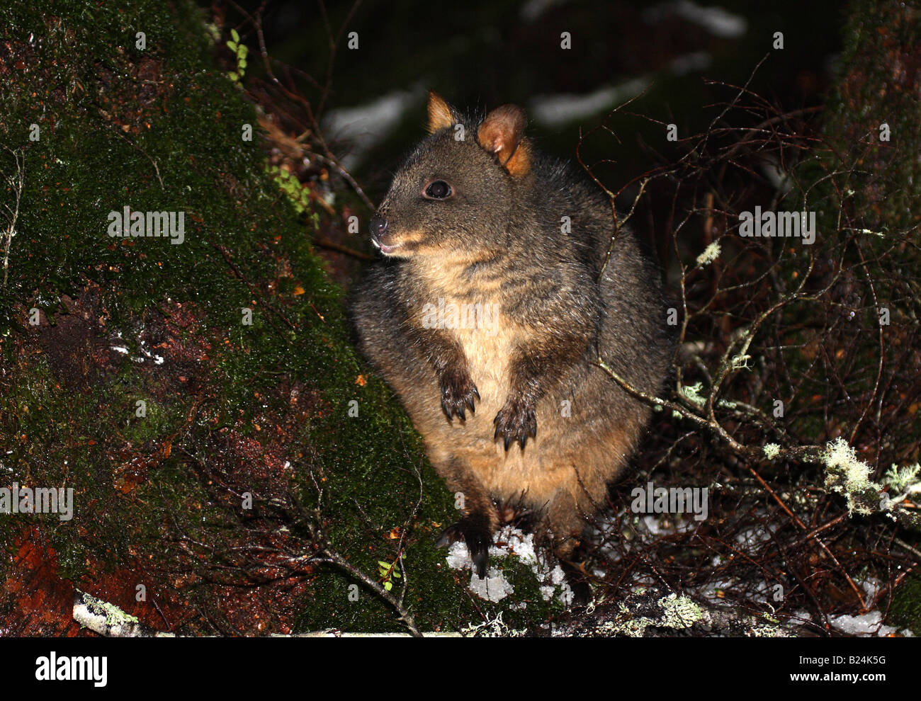 rufous-bellied pademelon, thylogale billardierii, single adult in ...