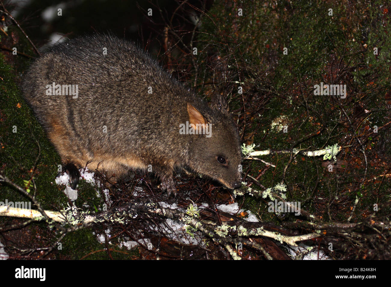 rufous-bellied pademelon, thylogale billardierii, single adult in ...