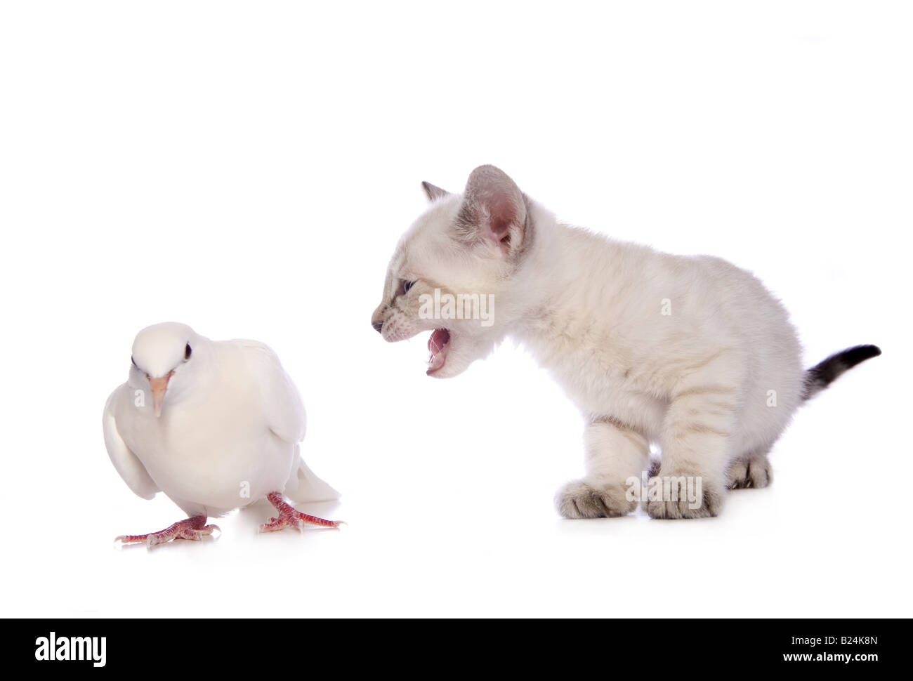 Cute Snow Bengal kitten with mouth open talking to white dove isolated ...