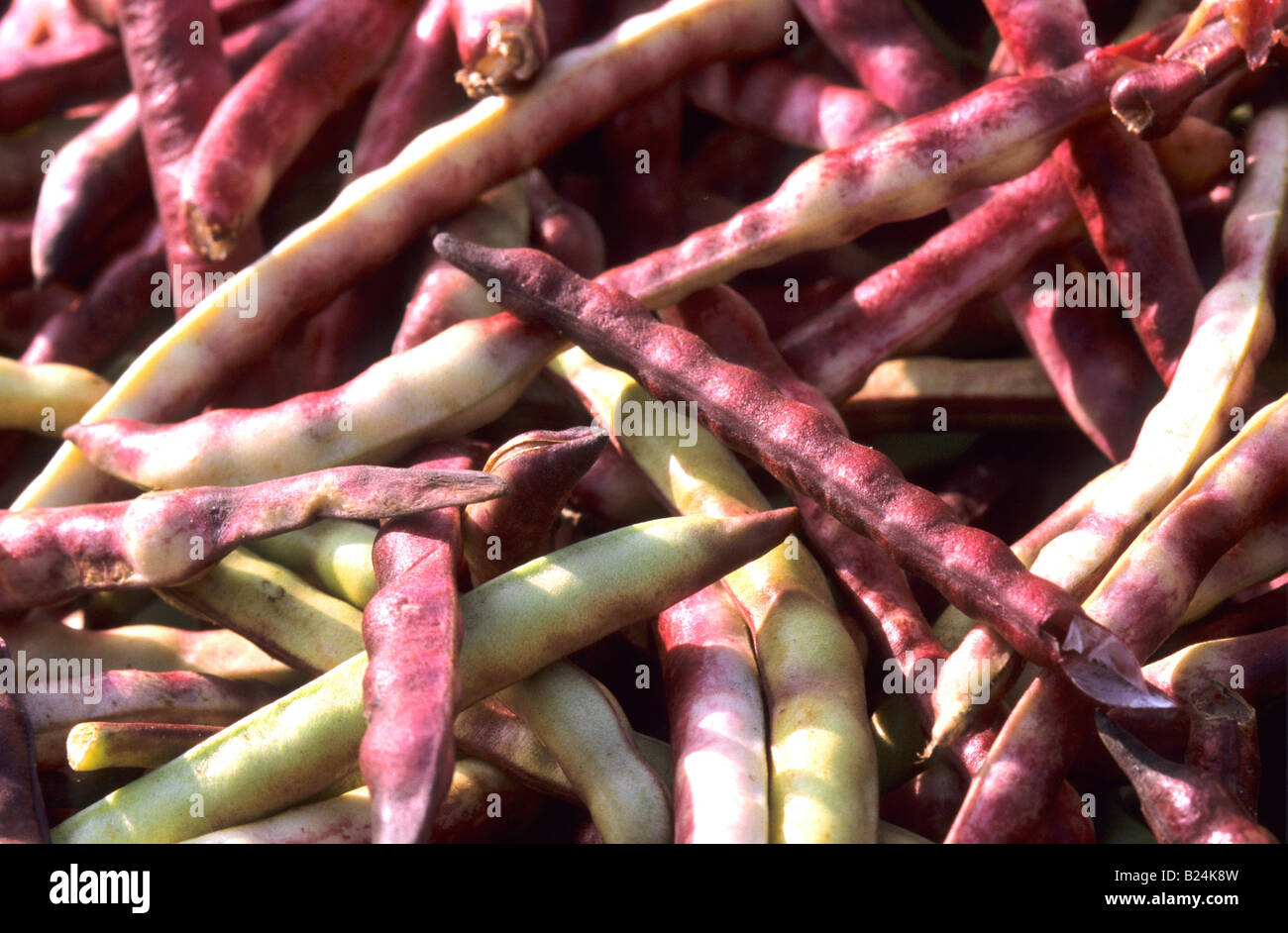 Variety of string beans hi-res stock photography and images - Alamy