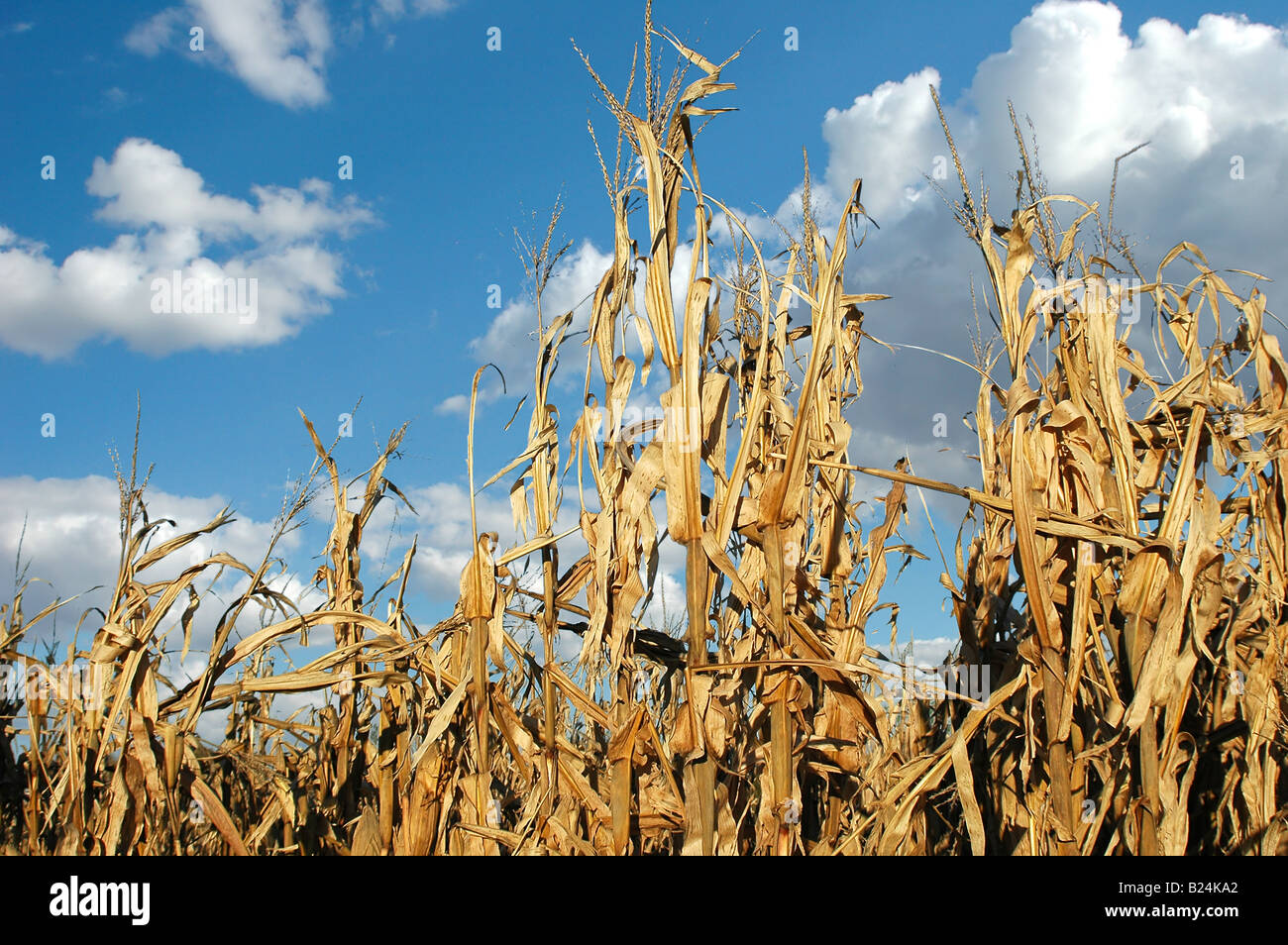 Harvest on a cornfield hi-res stock photography and images - Alamy