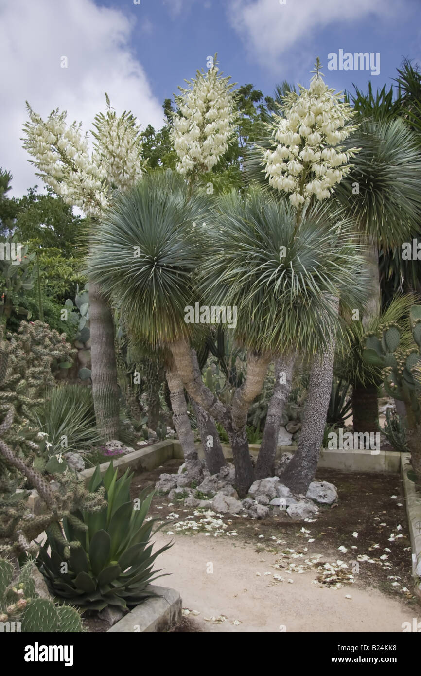 Yucca rostrata hi-res stock photography and images - Alamy