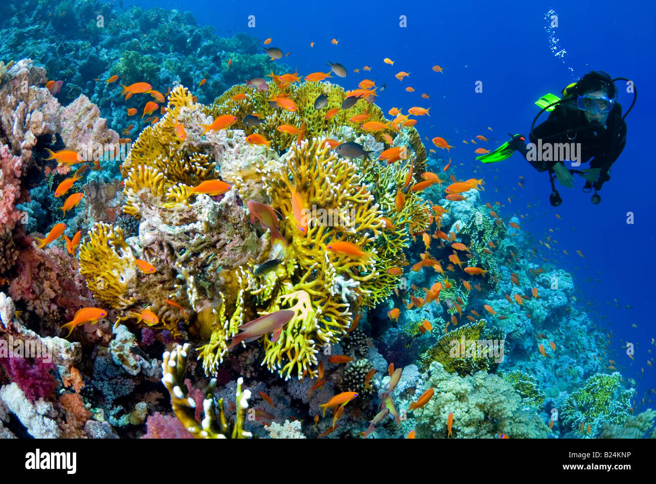 Coral reef fire coral exotic hi-res stock photography and images - Alamy