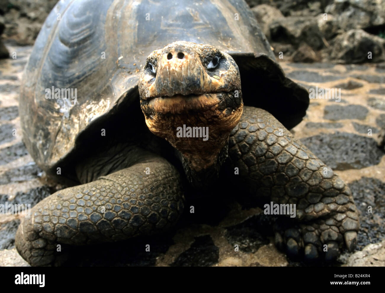 Tortoise legs hi-res stock photography and images - Alamy