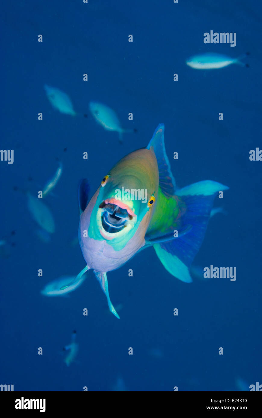 Parrot of the sea hi-res stock photography and images - Alamy