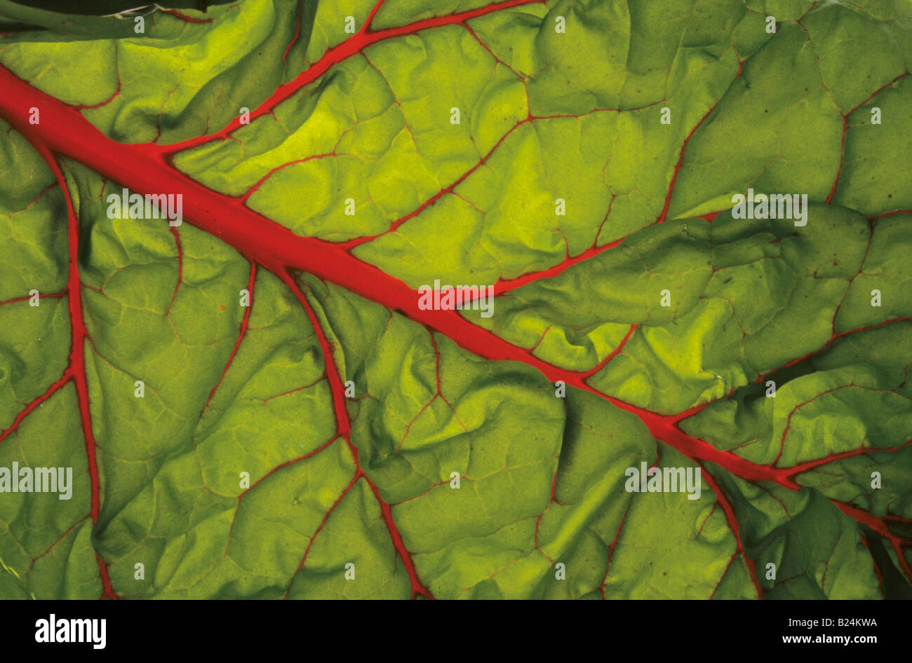 Map of chard hi-res stock photography and images - Alamy