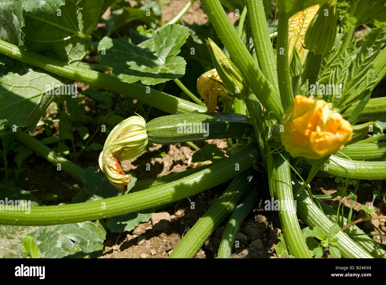 Stock photo of courgettes growing in the vegetable plot Stock Photo - Alamy