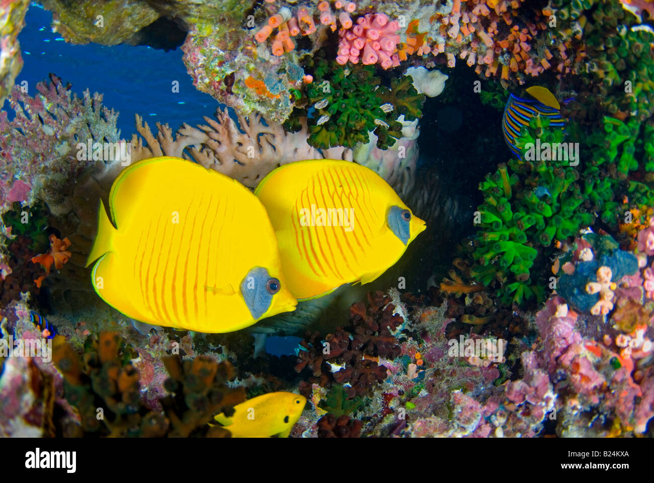 Butterfly fish Chaetodon semilarvatus, Egypt, Red Sea Stock Photo - Alamy