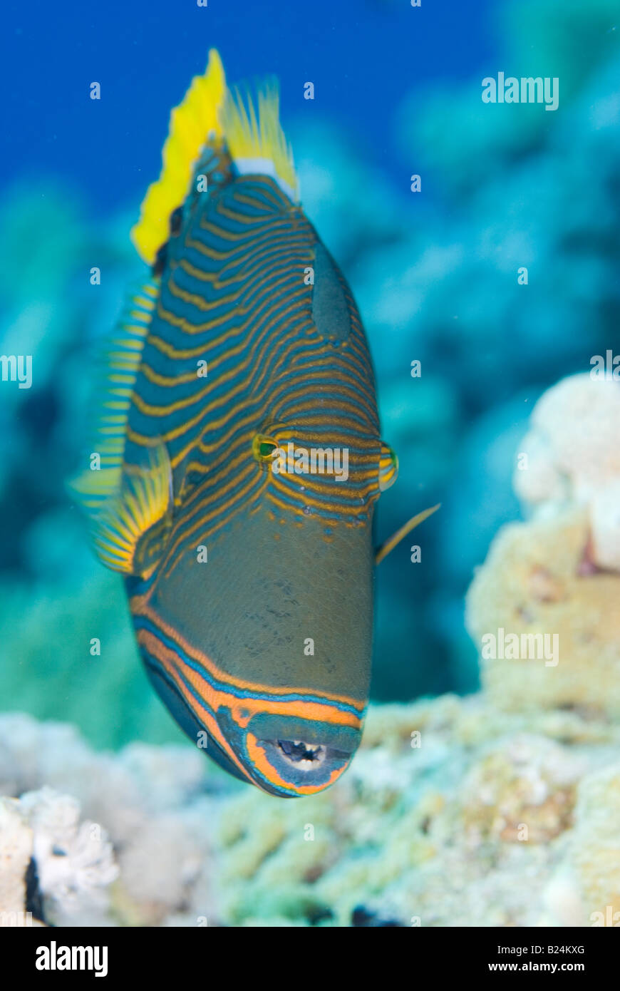 Trigger fish in Red Sea Stock Photo - Alamy