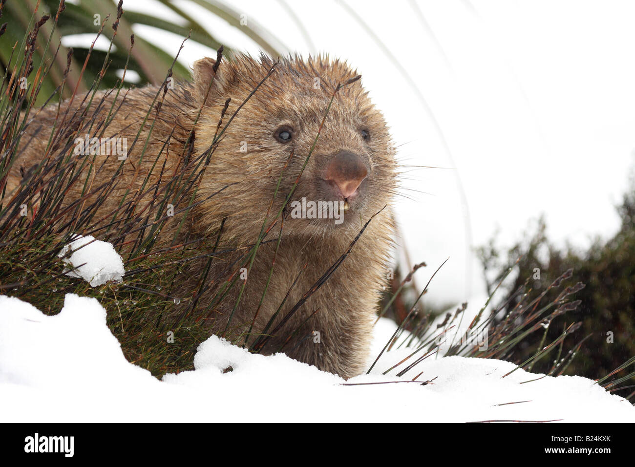 common wombat, vombatus ursinus single adult in snow Stock Photo - Alamy