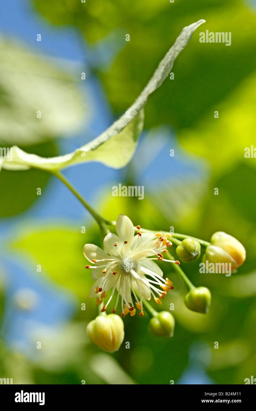 Common lime or linden tree (Tilia platiphyllos Stock Photo - Alamy