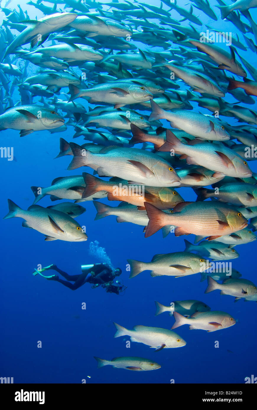 Red snapper fish swimming hi-res stock photography and images - Alamy