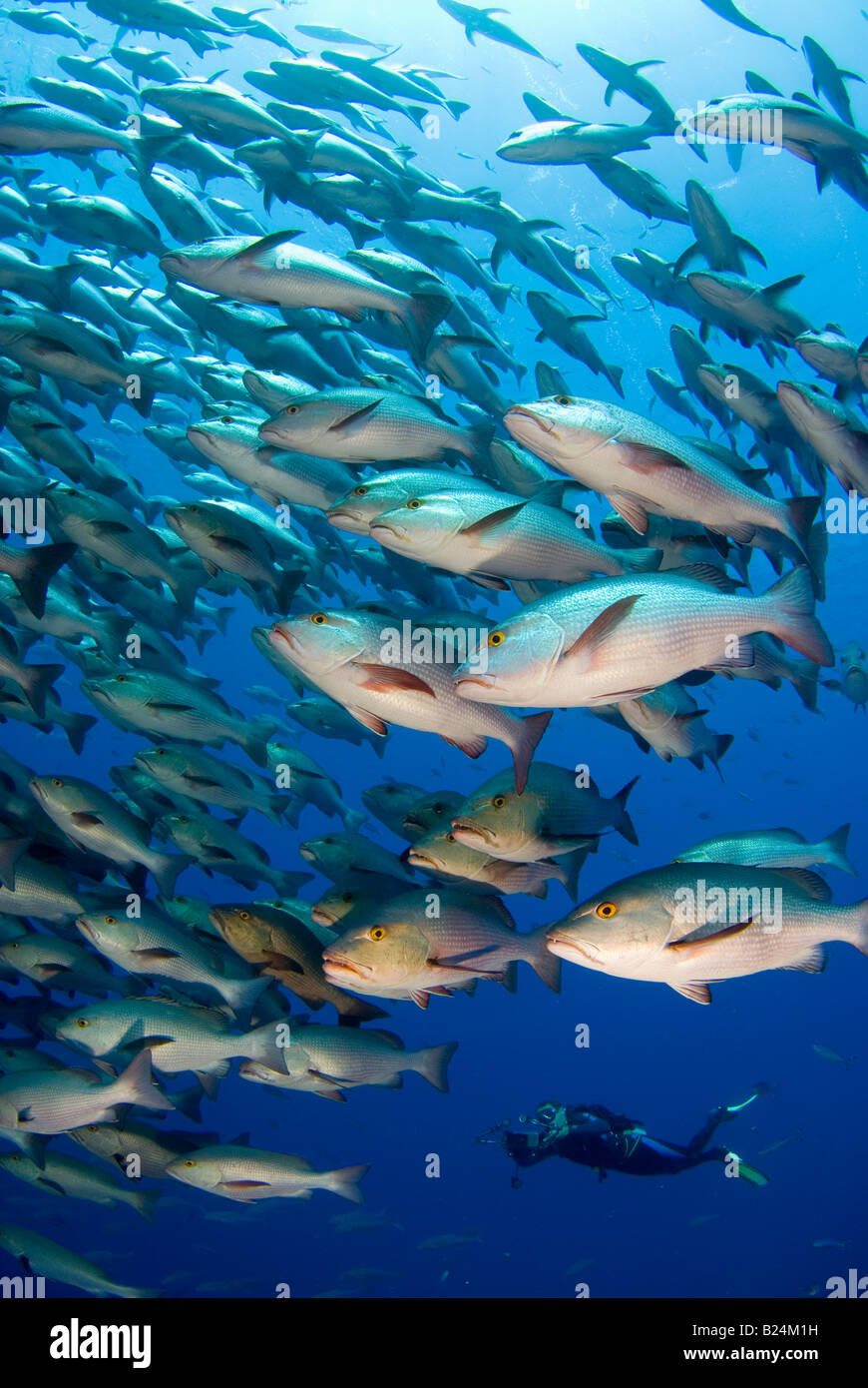 Red snapper fish swimming hi-res stock photography and images - Alamy