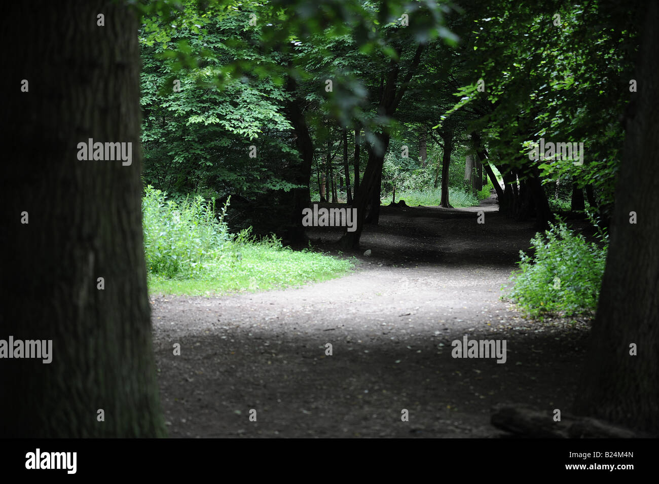 Picturesque pathway through Whippendell Woods Stock Photo - Alamy