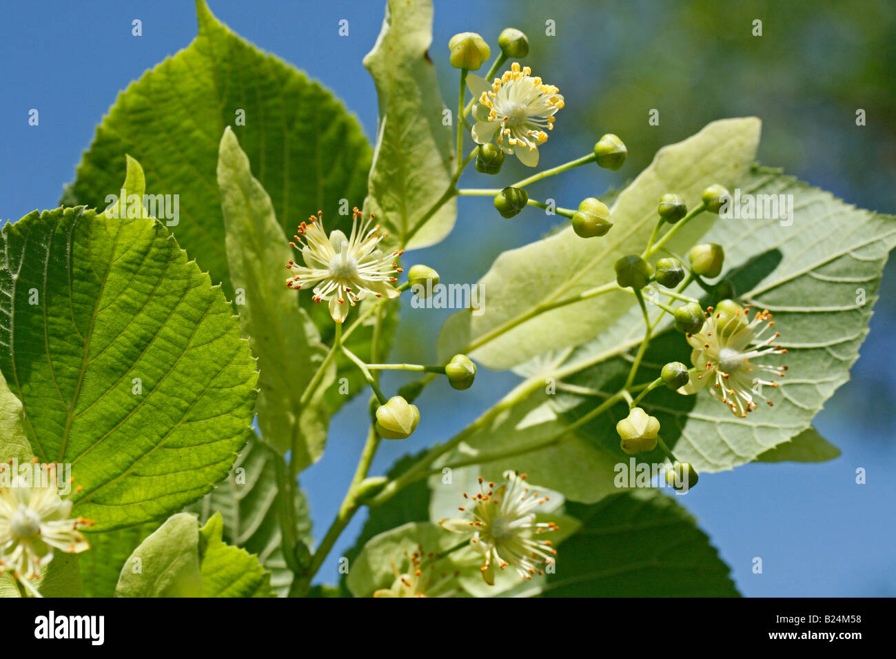 Common lime leaf hi-res stock photography and images - Alamy