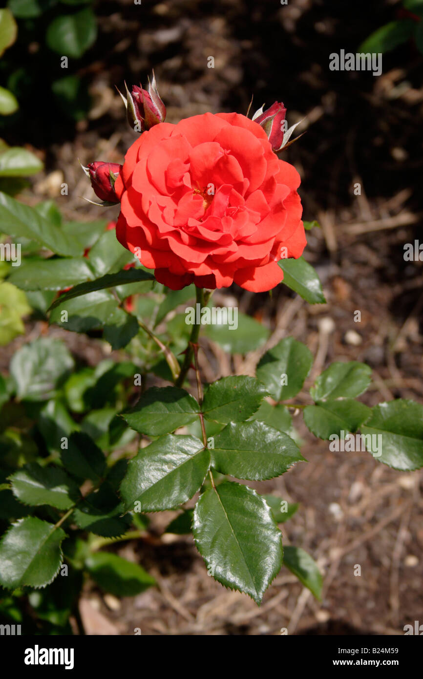 Red Rose at the Rose Gardens Blenheim Palace Oxfordshire Stock Photo ...