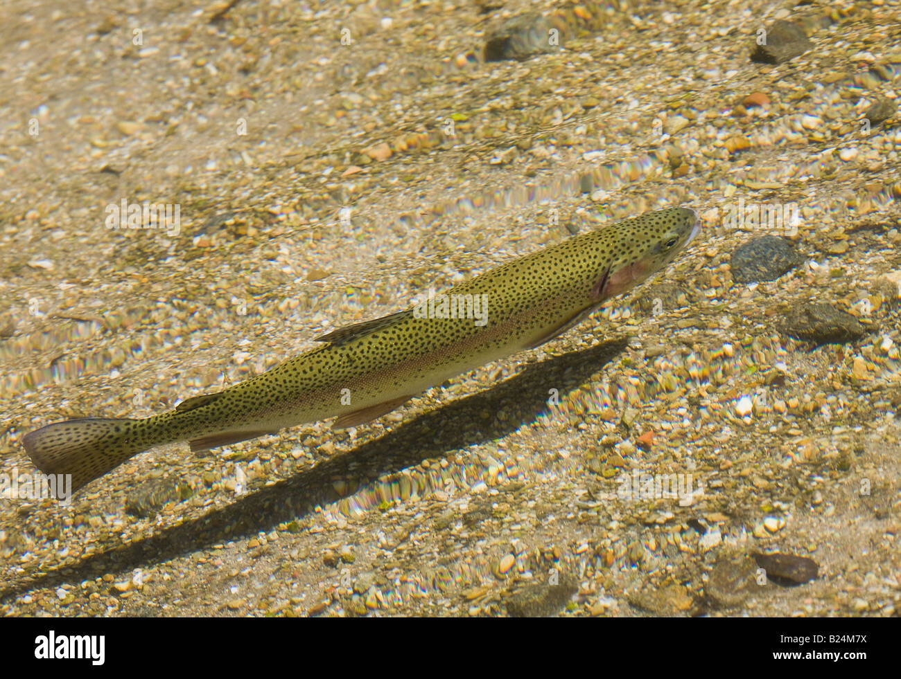 Rainbow trout in river Stock Photo - Alamy
