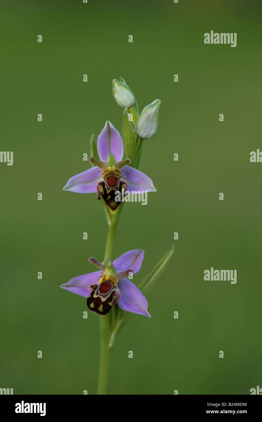 Bee Orchid Ophrys apifera Stock Photo - Alamy