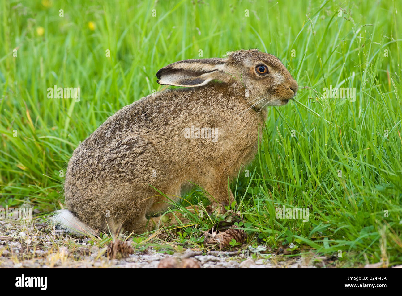 Brown Hare sitting Stock Photo - Alamy