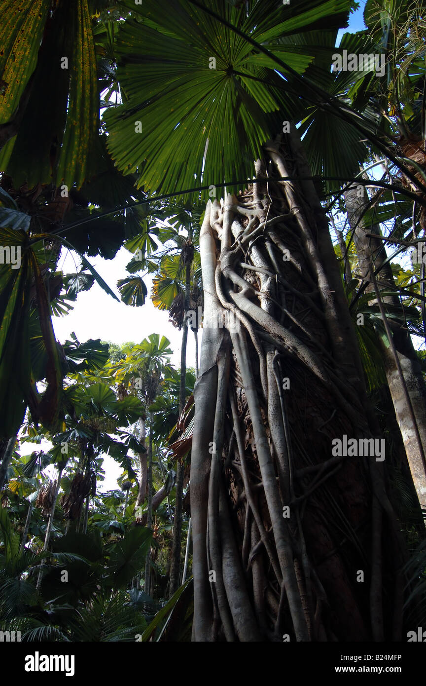 Trunk of strangler fig in rainforest with fan palms, Licuala State ...