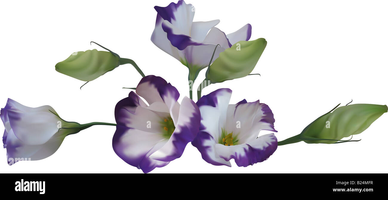 Beautiful Flower Design element. An illustration of a beautiful flower ...