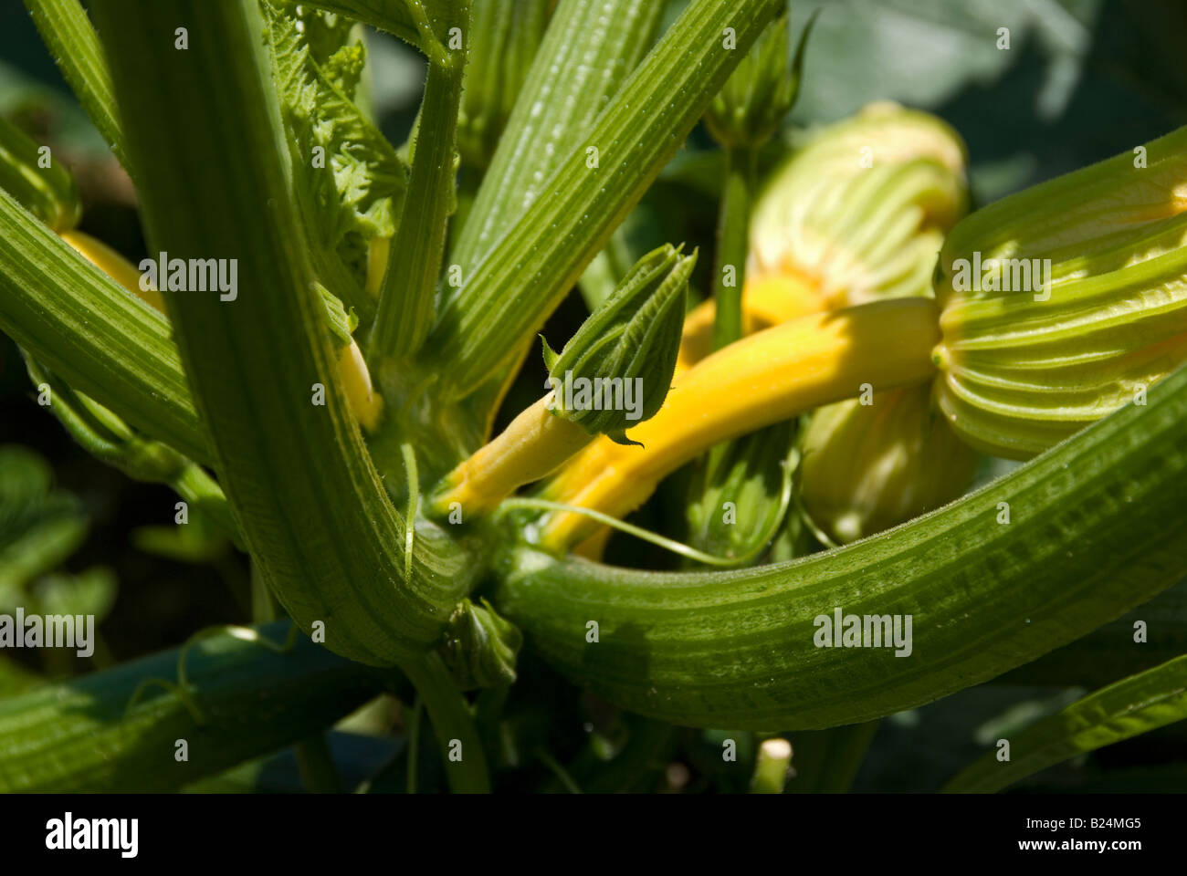 Stock photo of courgettes growing in the vegetable plot Stock Photo - Alamy