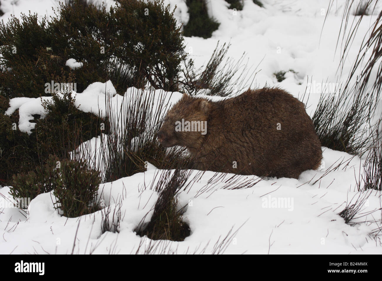 common wombat, vombatus ursinus single adult standing in snow Stock ...