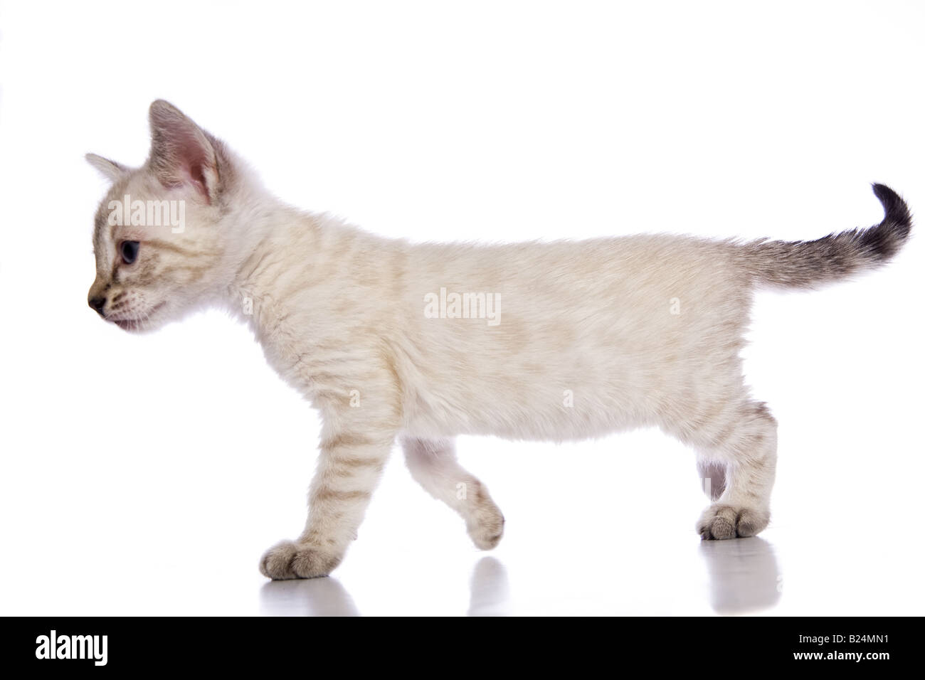 Cute Snow Bengal kitten walking side view isolated on white background ...