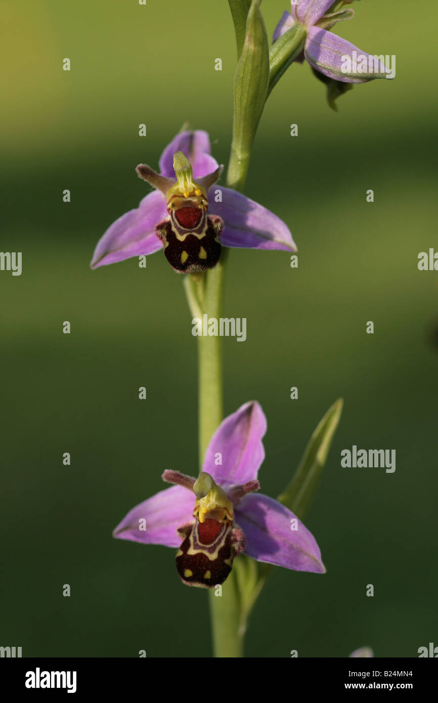 Bee Orchid Ophrys apifera Stock Photo - Alamy