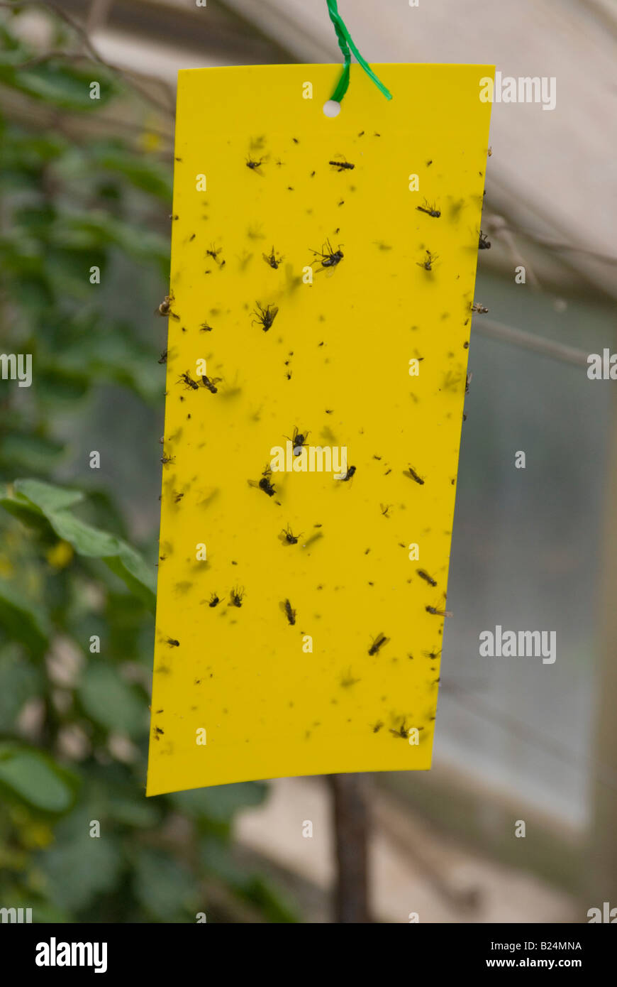 Sticky fly paper hi-res stock photography and images - Alamy