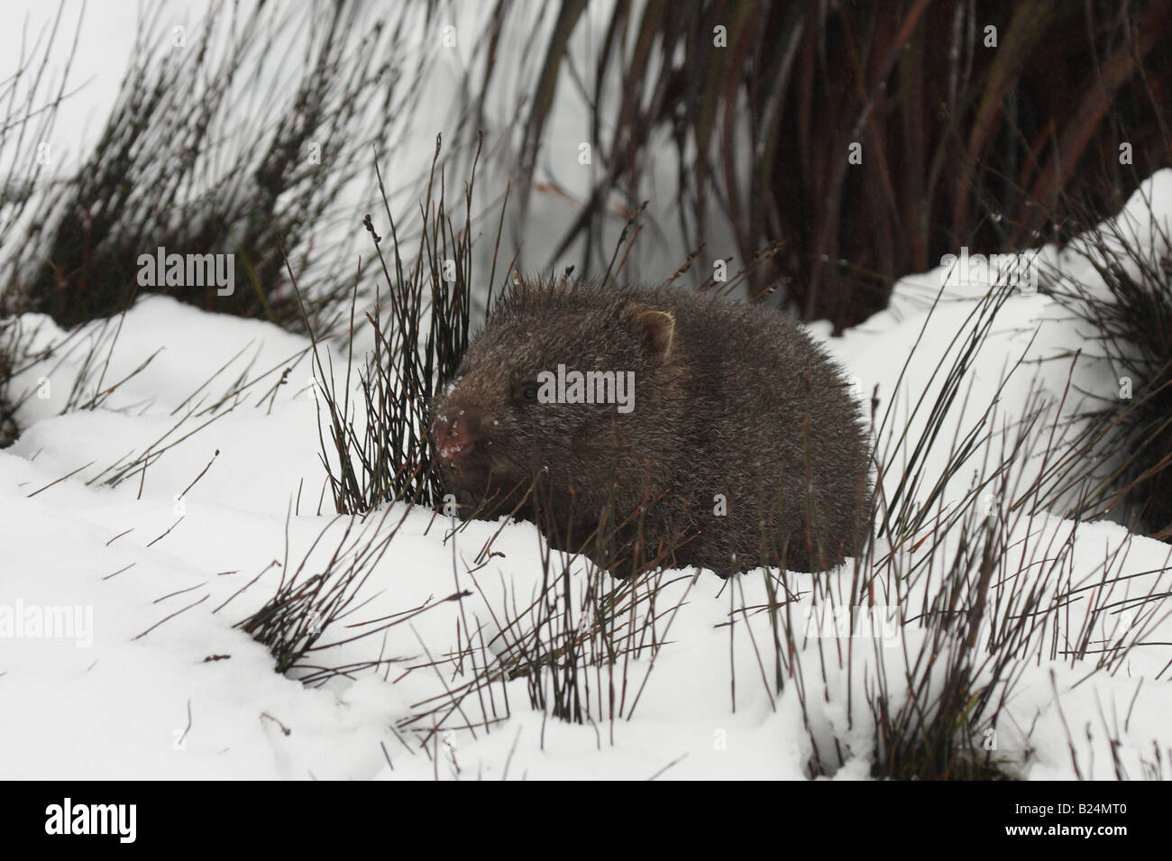 Standing wombat hi-res stock photography and images - Alamy