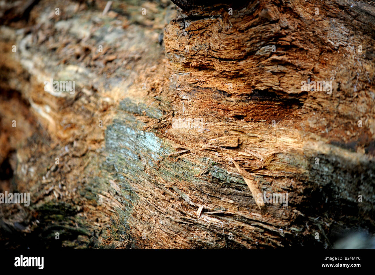 Whippendell Woods - old gnarled textured bark of tree Stock Photo - Alamy