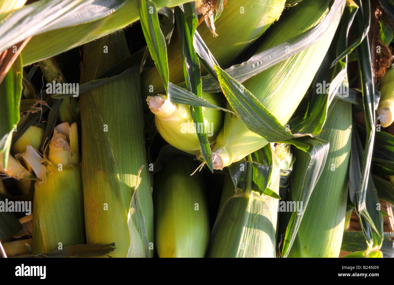 Native americans corn hi-res stock photography and images - Alamy