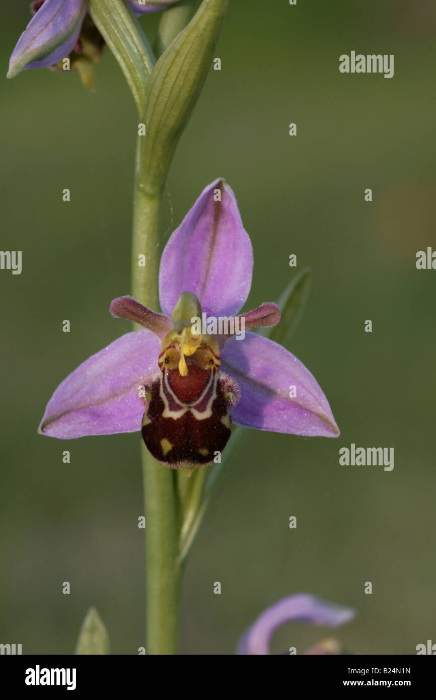 Bee Orchid Ophrys apifera Stock Photo - Alamy