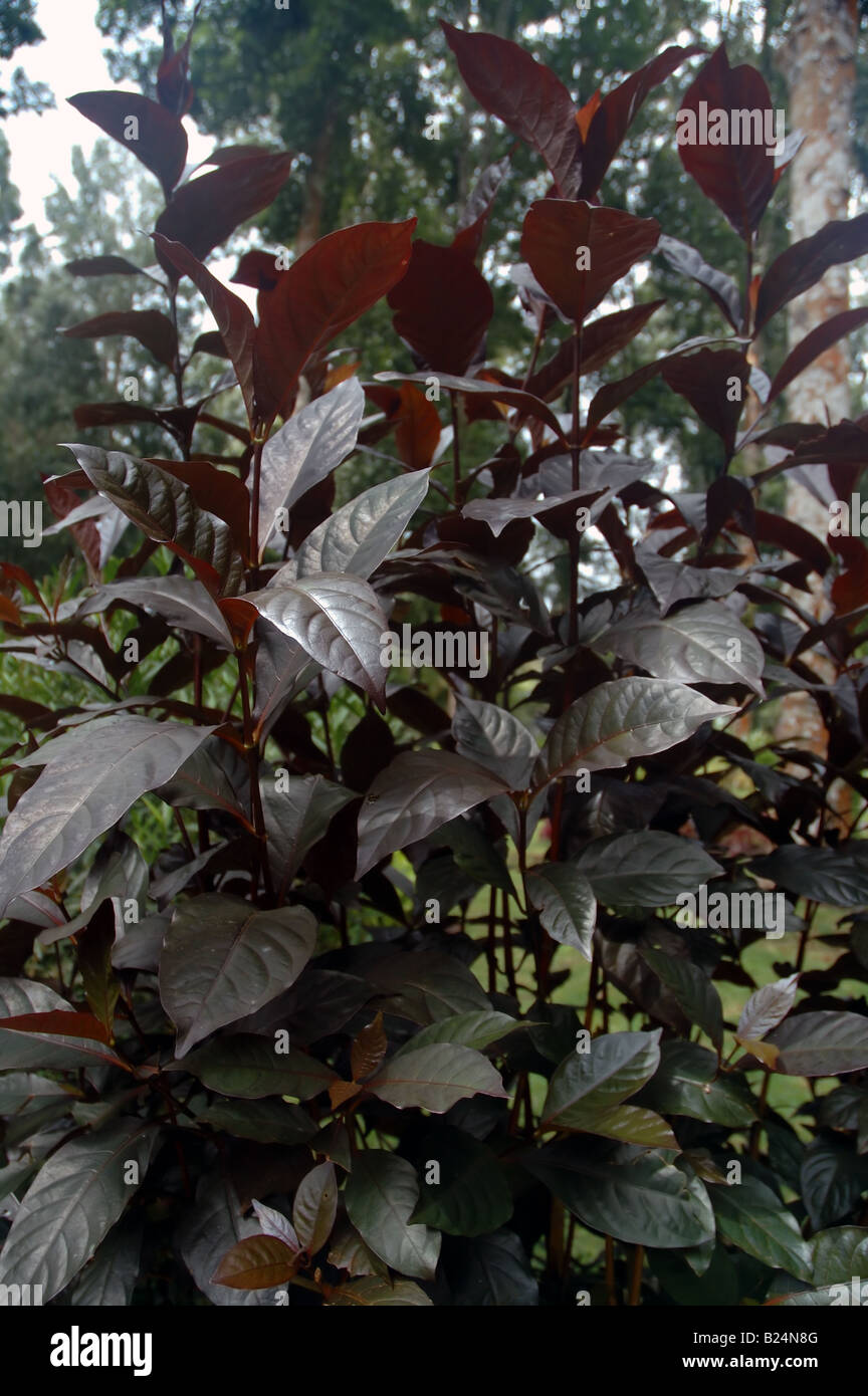 Daun ungu (Graptophyllum pictum) a plant traditionally used as a ...