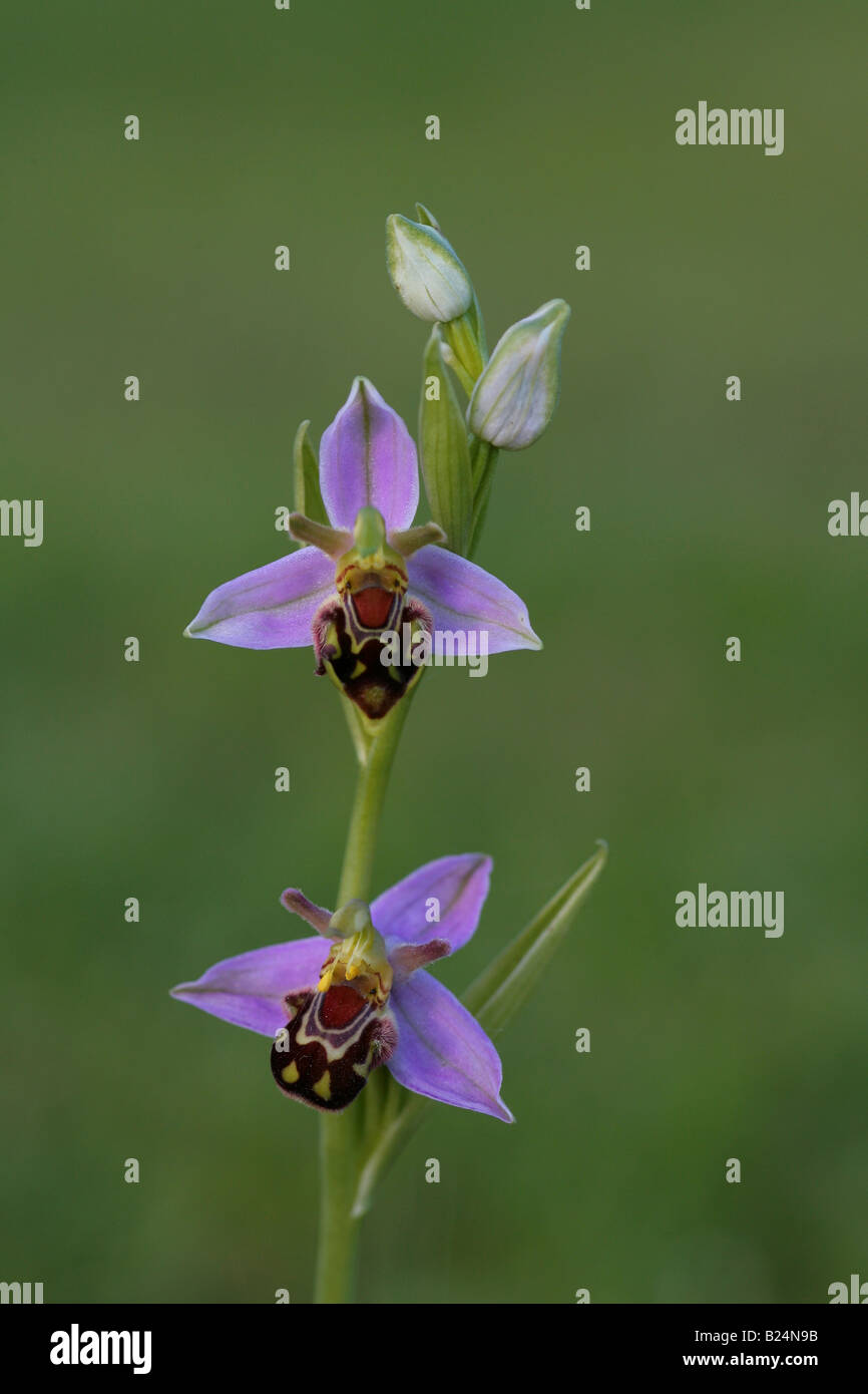 Bee Orchid Ophrys apifera Stock Photo - Alamy