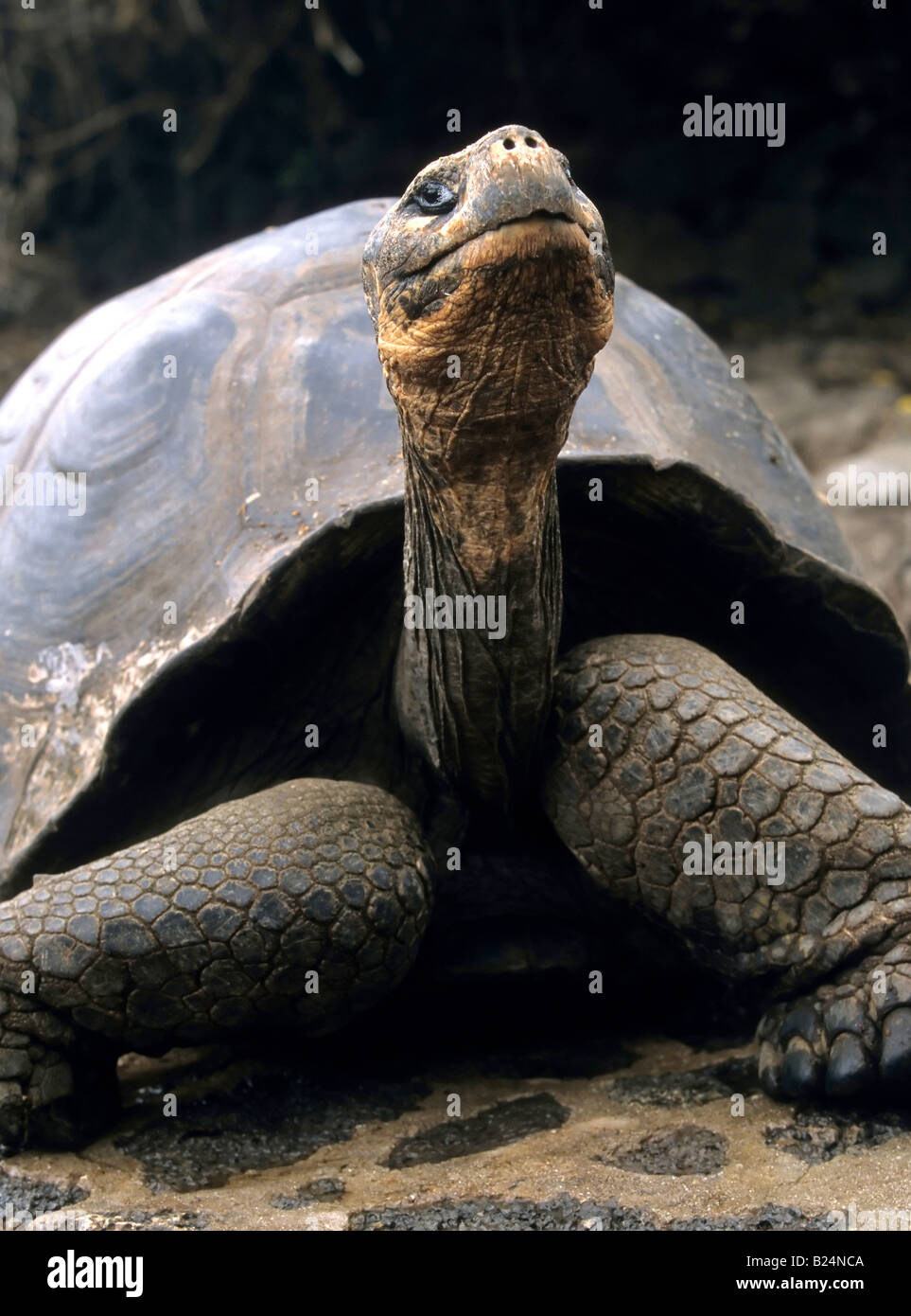 A giant tortoise geochelone elephatopus Stock Photo - Alamy