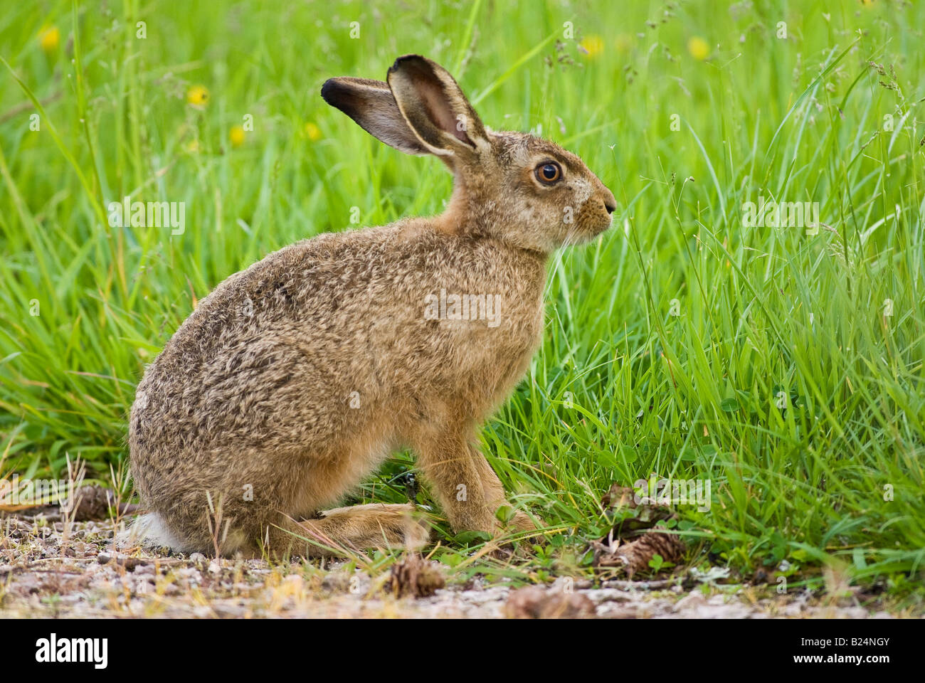 Brown Hare sitting Stock Photo - Alamy