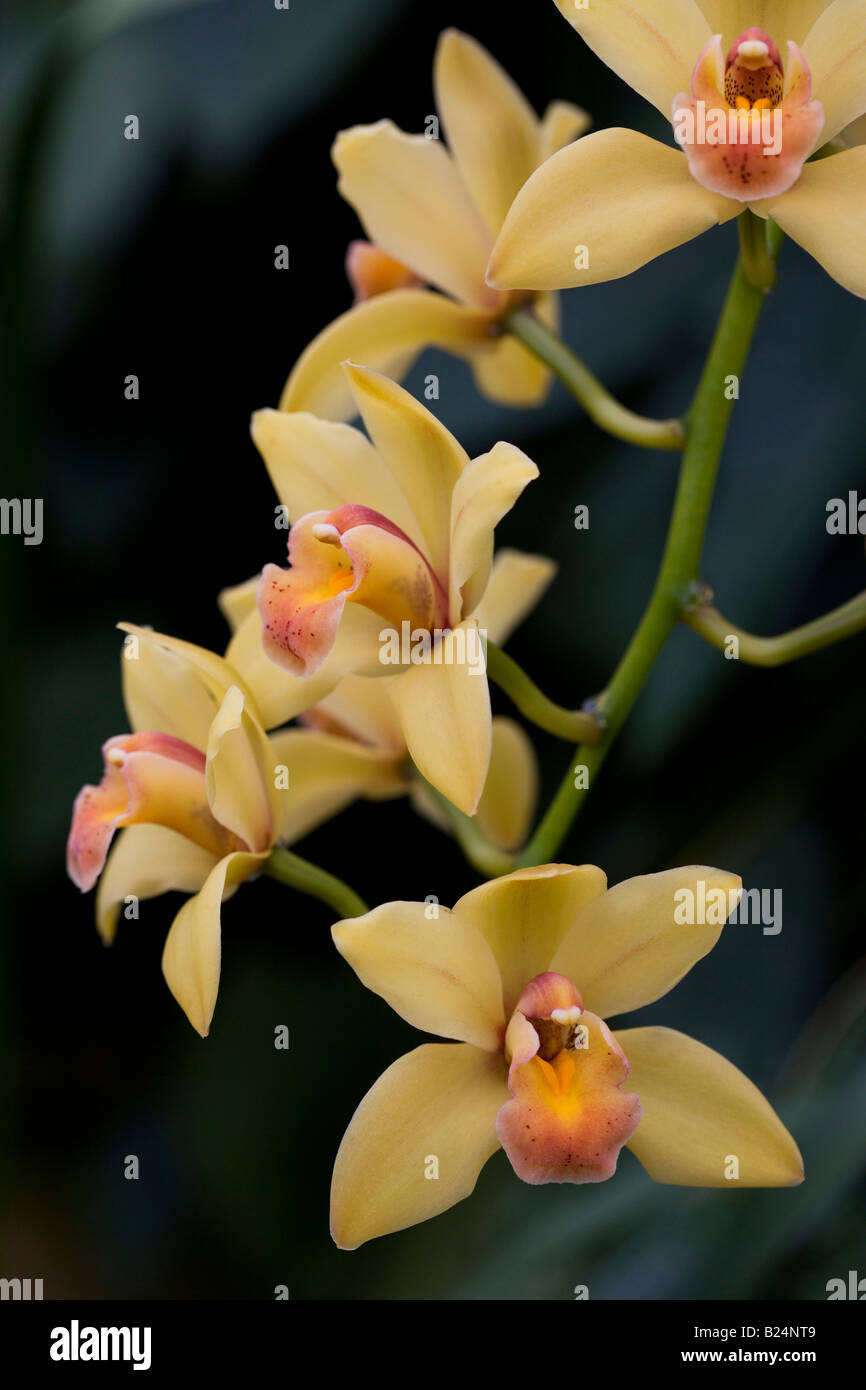 Hybrid Orchid Flowers Stock Photo - Alamy