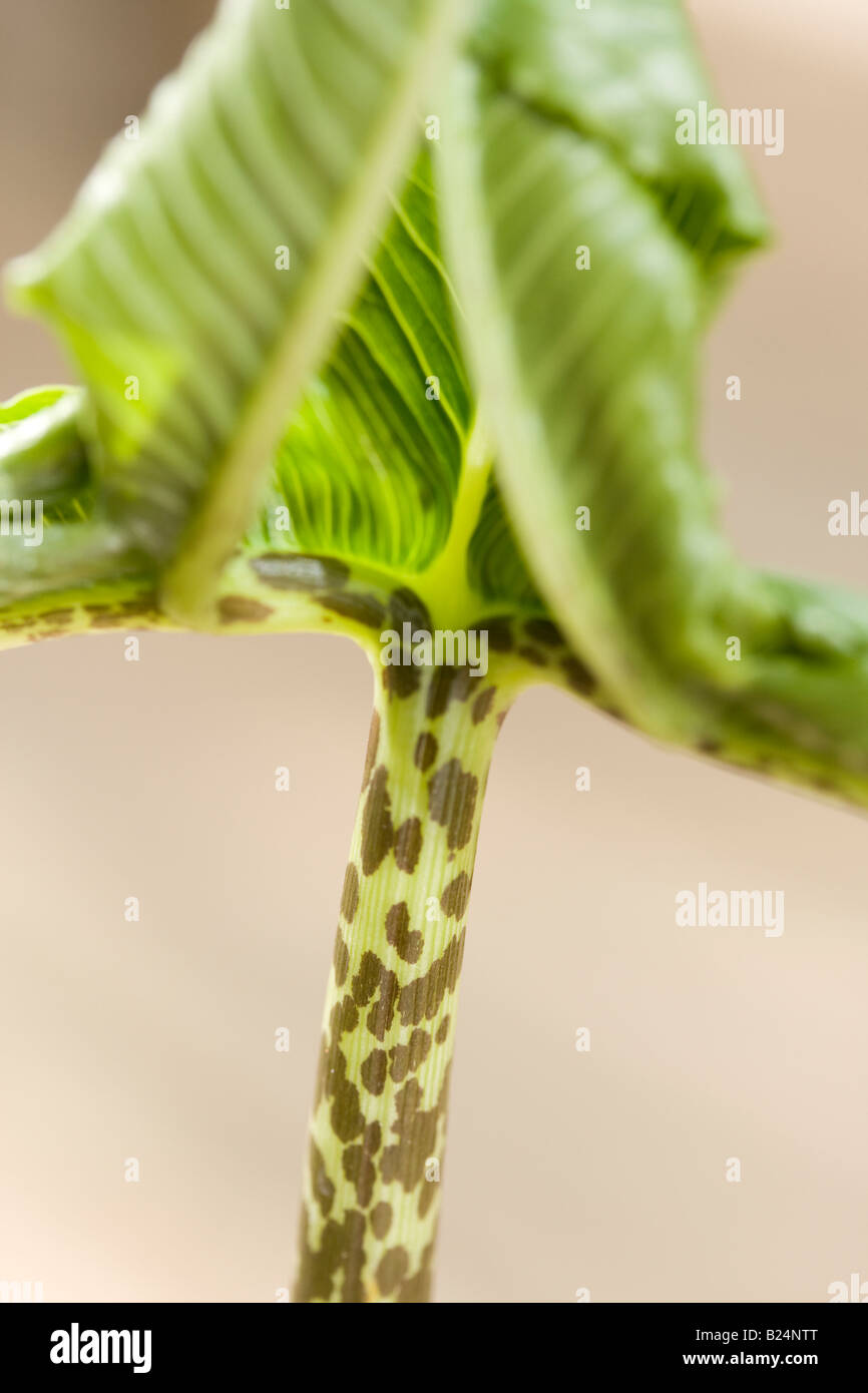 Sauromatum Venosum High Resolution Stock Photography and Images - Alamy