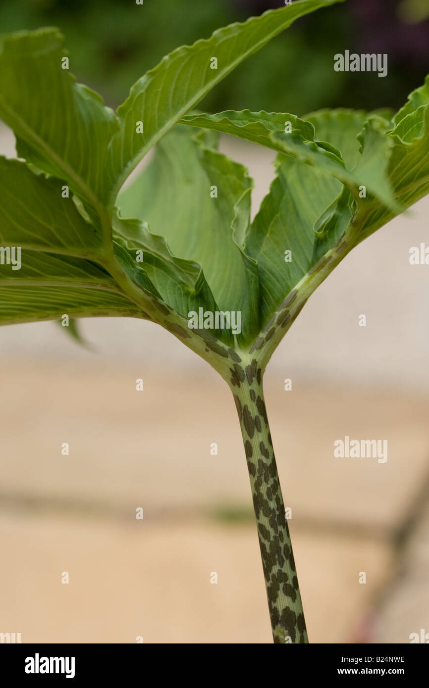 Sauromatum venosum (syn. Arum cornutum) opening leaves and stem Stock ...