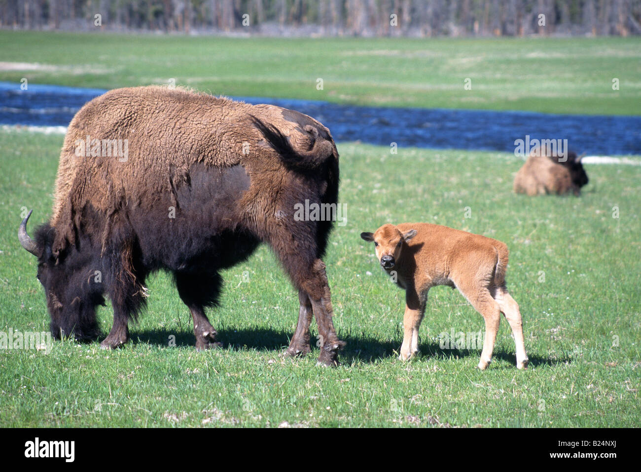 Plains bison herd with calves hi-res stock photography and images - Alamy