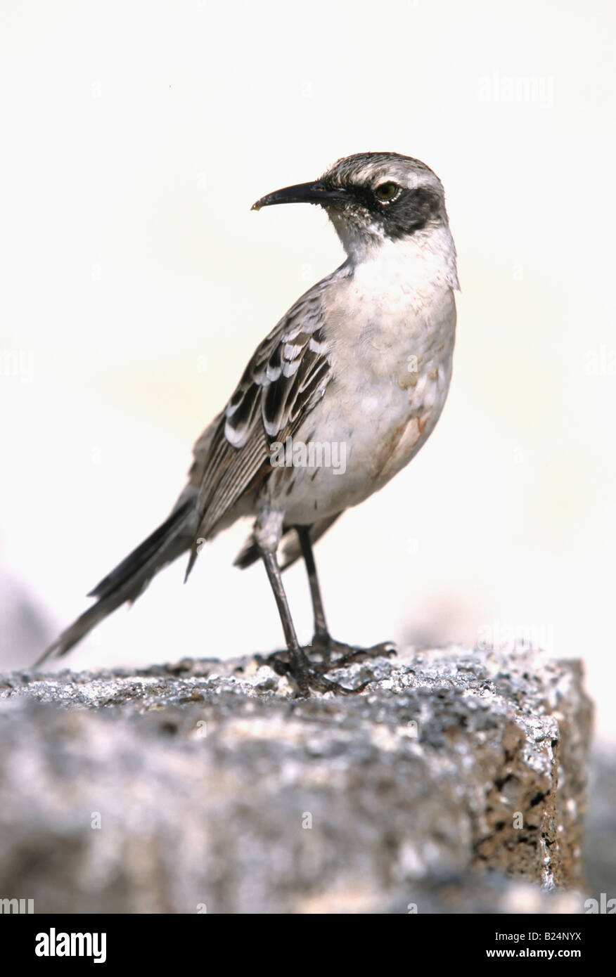 A Galapagos Mockingbird Nesomimus Galapagos on Genovesa Island in the ...