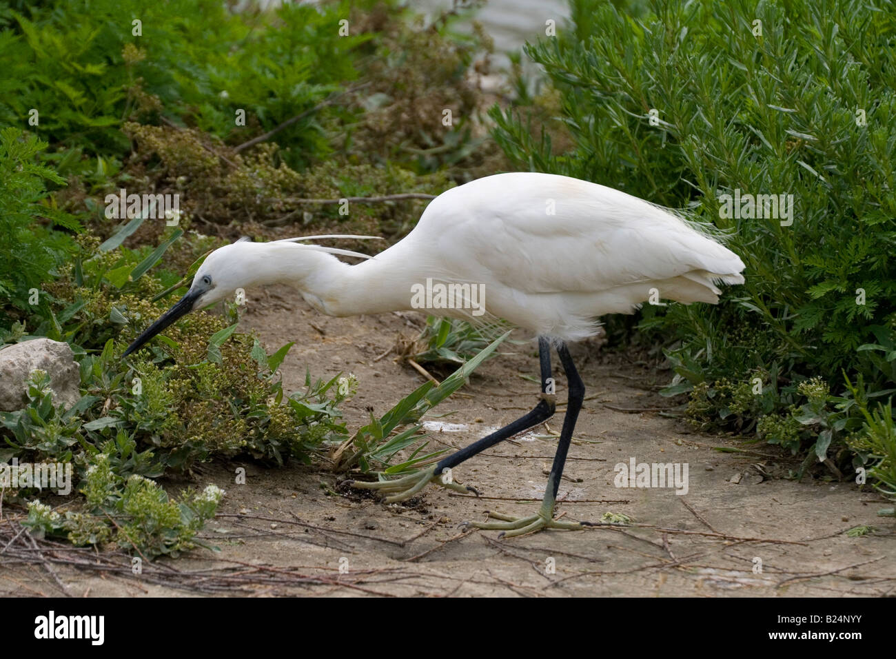 Little egret nest hi-res stock photography and images - Alamy
