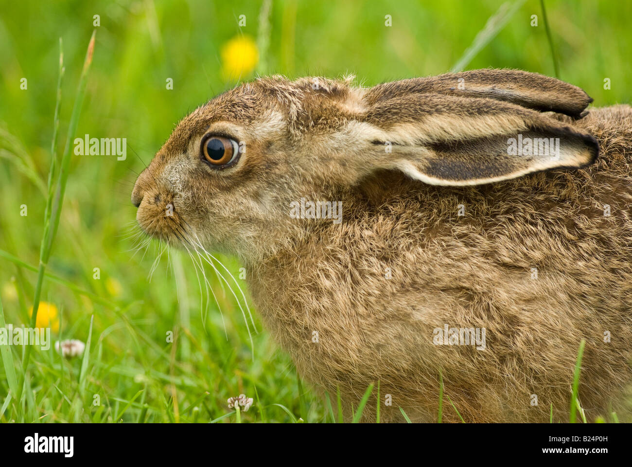 Brown Hare close up portrait Stock Photo - Alamy