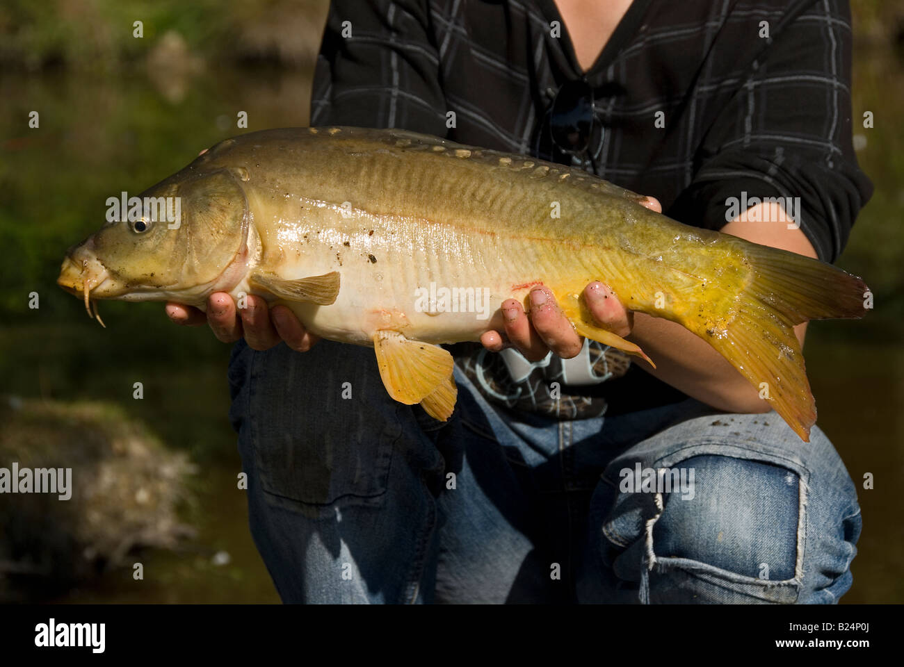 Stock photo of a young man proudly displaying his Mirror Carp The photo ...