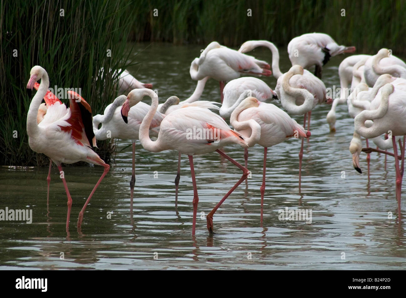 Flock of greater flamingo hi-res stock photography and images - Alamy