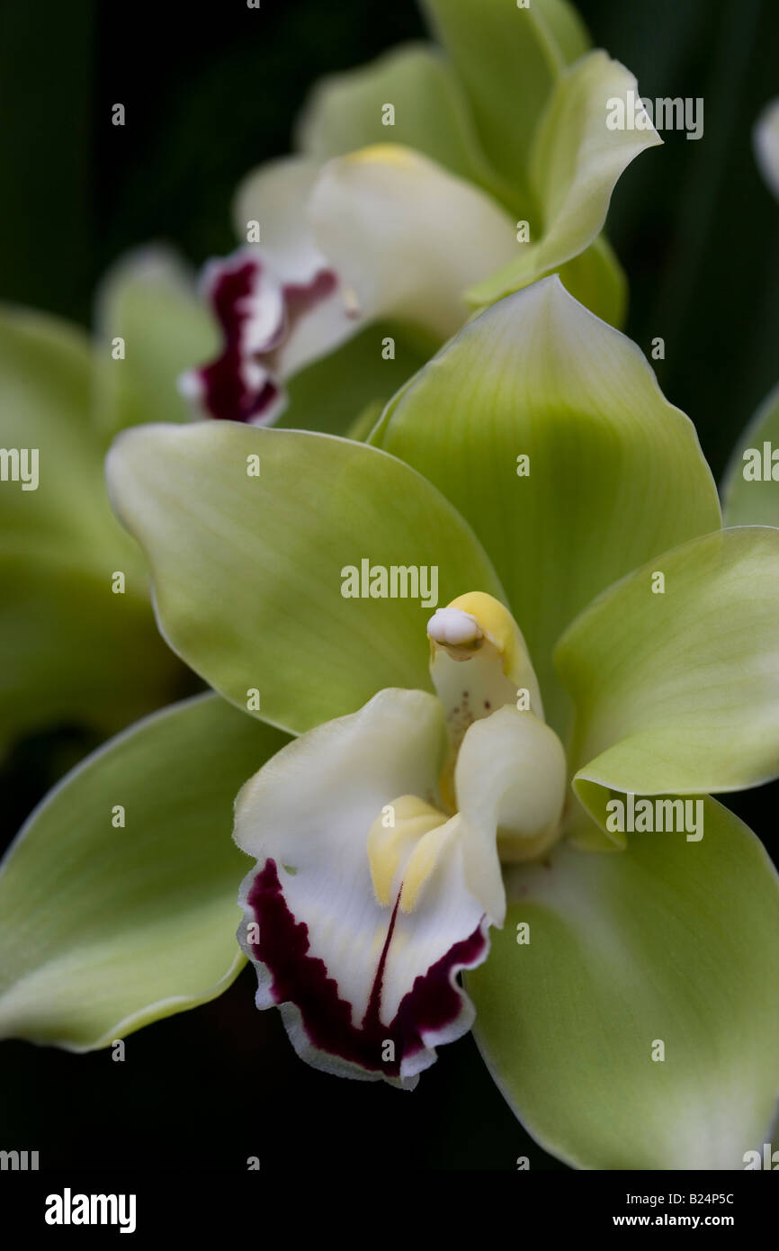Purple cymbidium hi-res stock photography and images - Alamy