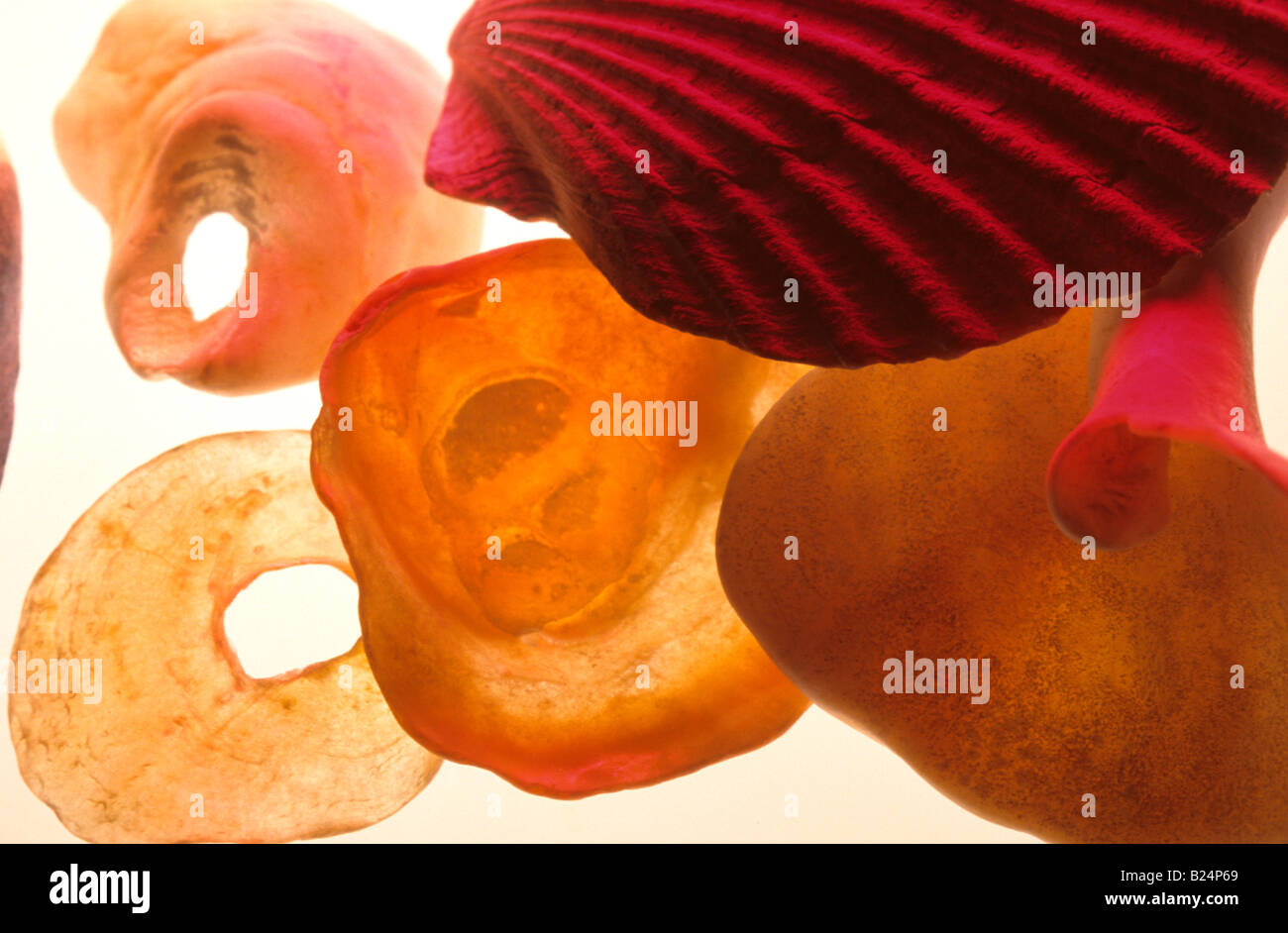 VARIOUS SEASHELLS STILL LIFE Stock Photo - Alamy