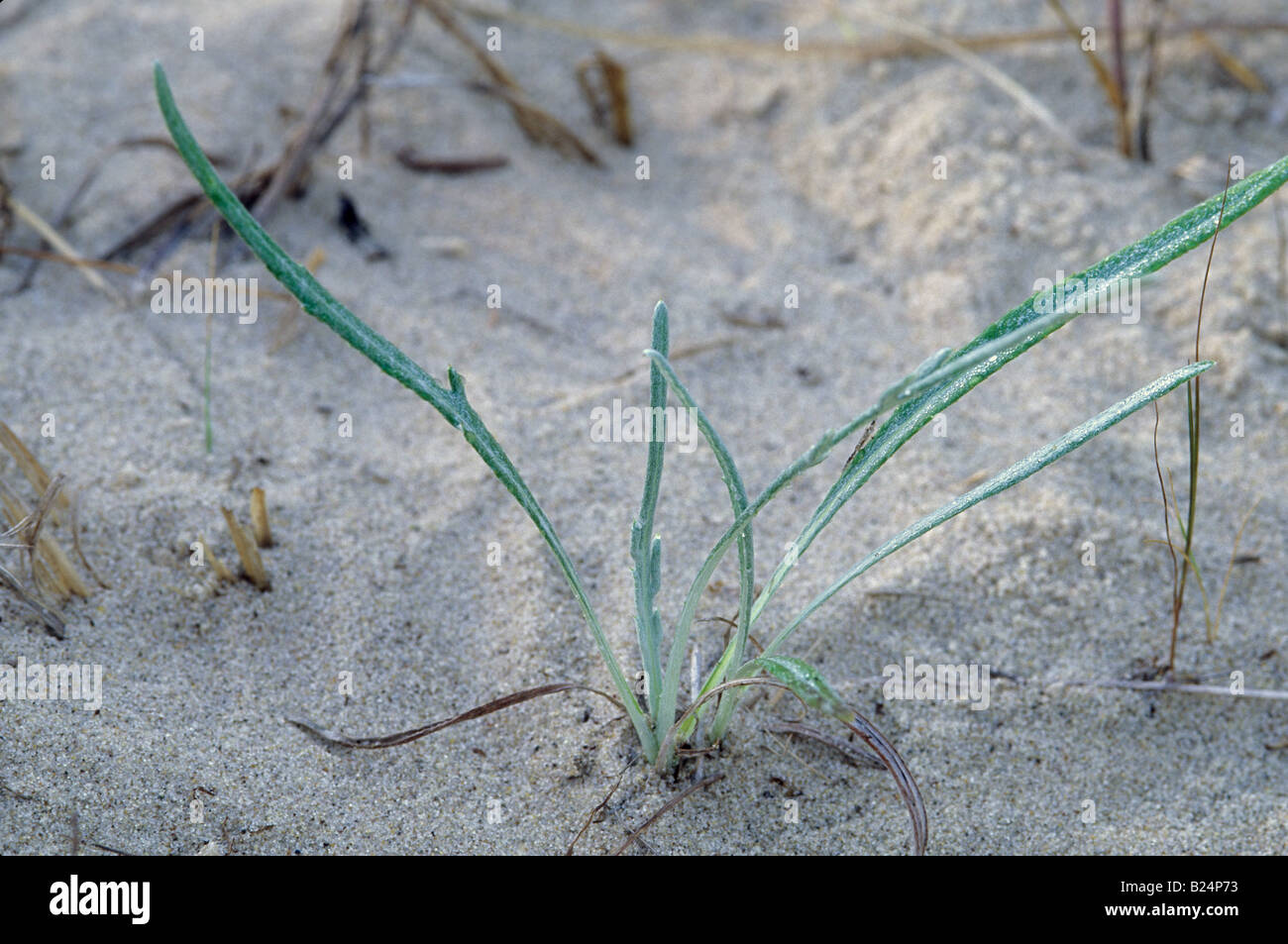 Juvenile Pitcher's Thistle, Cirsium pitcheri Stock Photo - Alamy